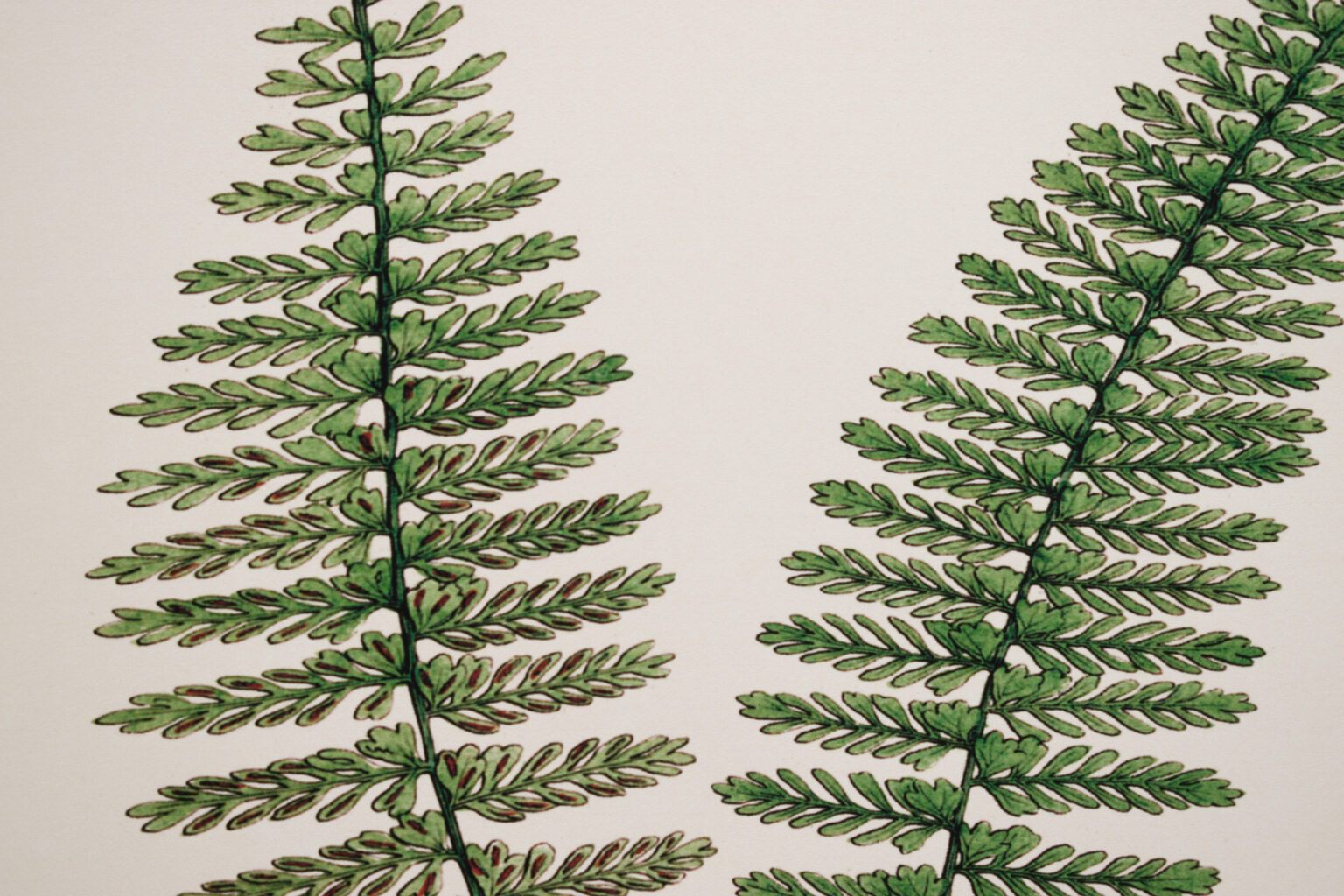 Botanical Print- 'Darca rhixophylla' | Peachtree Battle Antiques ...